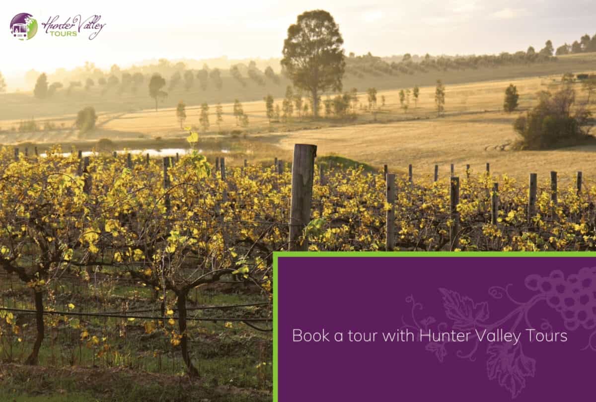Hunter Valley Vineyard Tours - Hunter Valley Tours