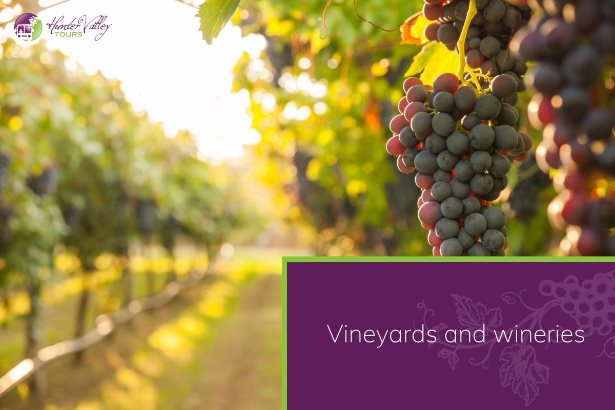 Family Fun in Hunter Valley: Kid-Friendly Activities Guide